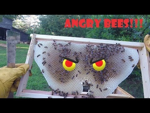 Angry Bees (she's not a VIRGIN anymore, drawing foundationless frames and meet THE QUEEN) - YouTube