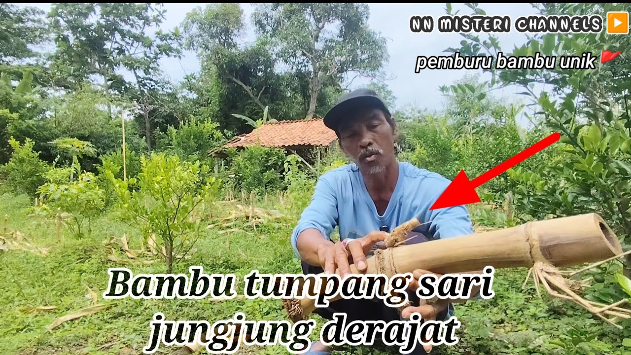 Bambu Tumpang Sari - Bambu Junder Jungjung Derajat Pemburu Bambu Unik ...