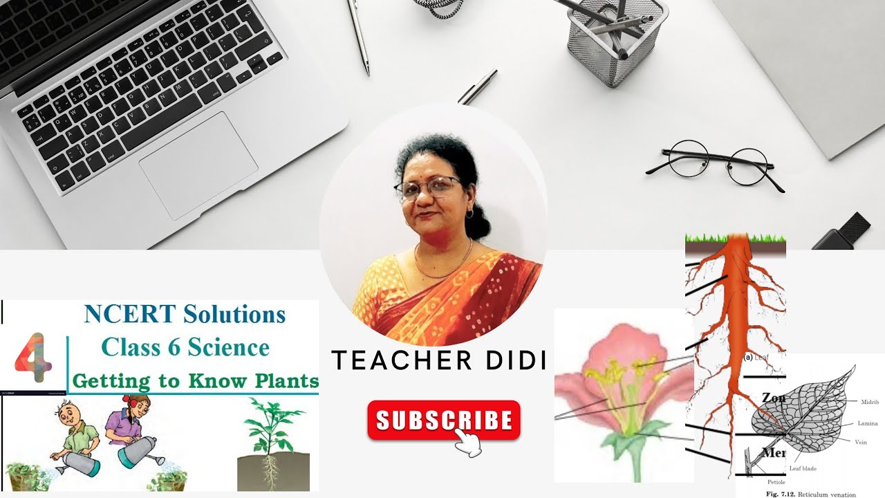 Science Class-6th Chapter-4th Getting To Know Plants Question Answers ...