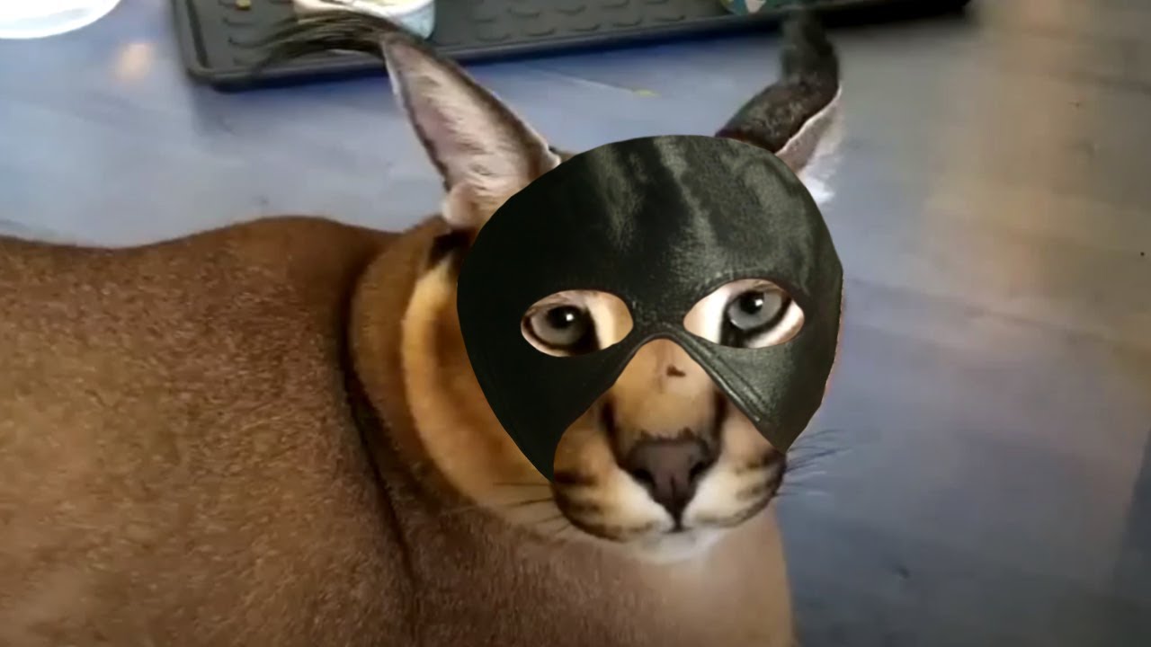 ♂floppa meow♂ - YouTube