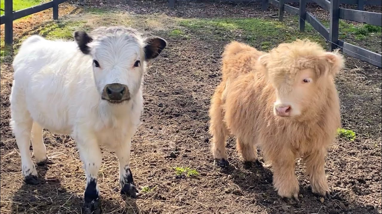 Intoducing Puni the MooMoo Buckaroo - YouTube