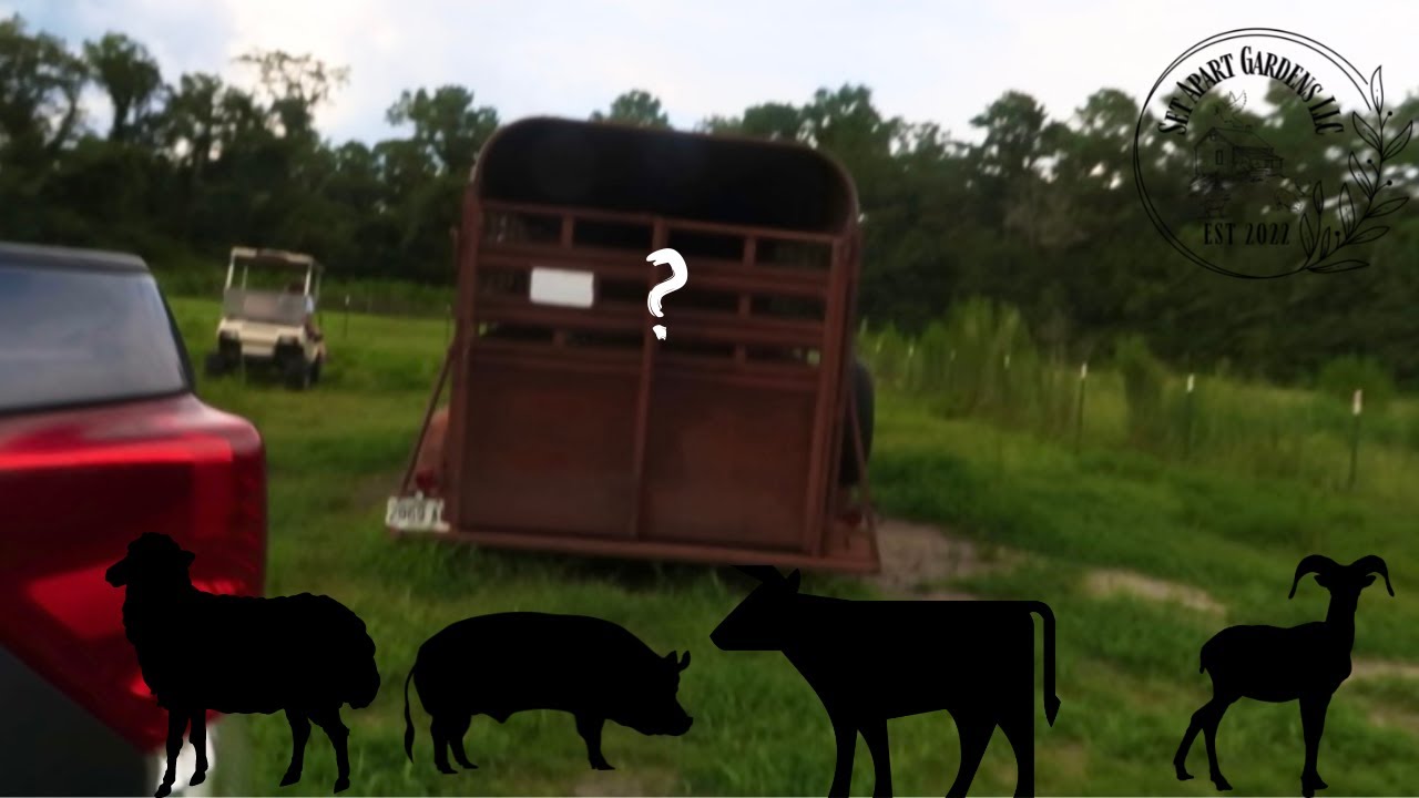 Adding New Animals To The Farm/ Animal Haul VLOG - YouTube