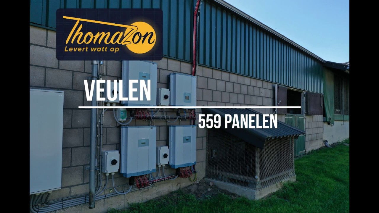 Geelen Veulen - YouTube