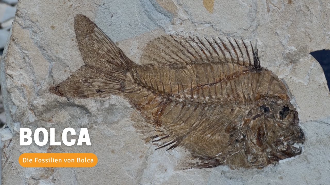 BOLCA - Die Fossilien von Bolca - YouTube