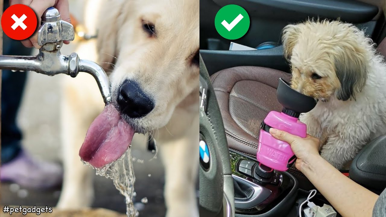 8 SMART PET GADGETS INVENTION 2020 Starts From Rs.99 to 500 & 10k ...