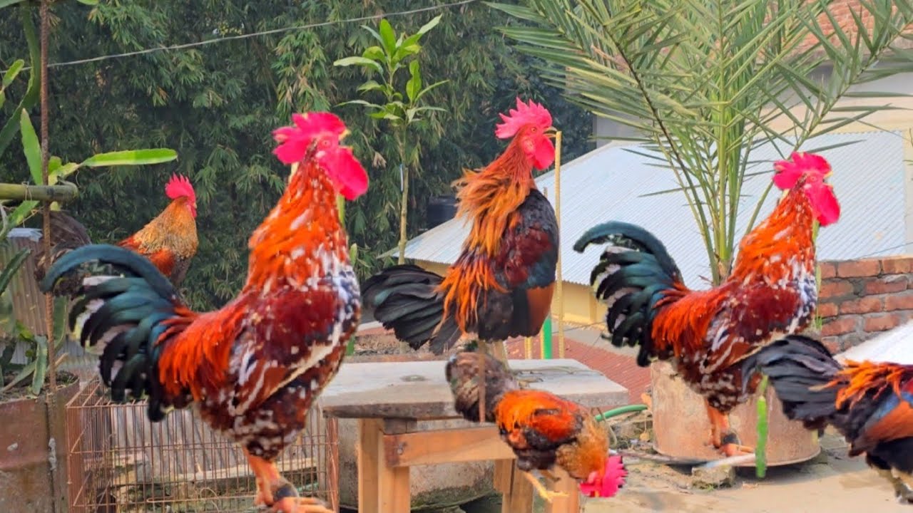 Amazing Rooster Crowing Compilation Plus 2024 | Rooster sound effect - YouTube