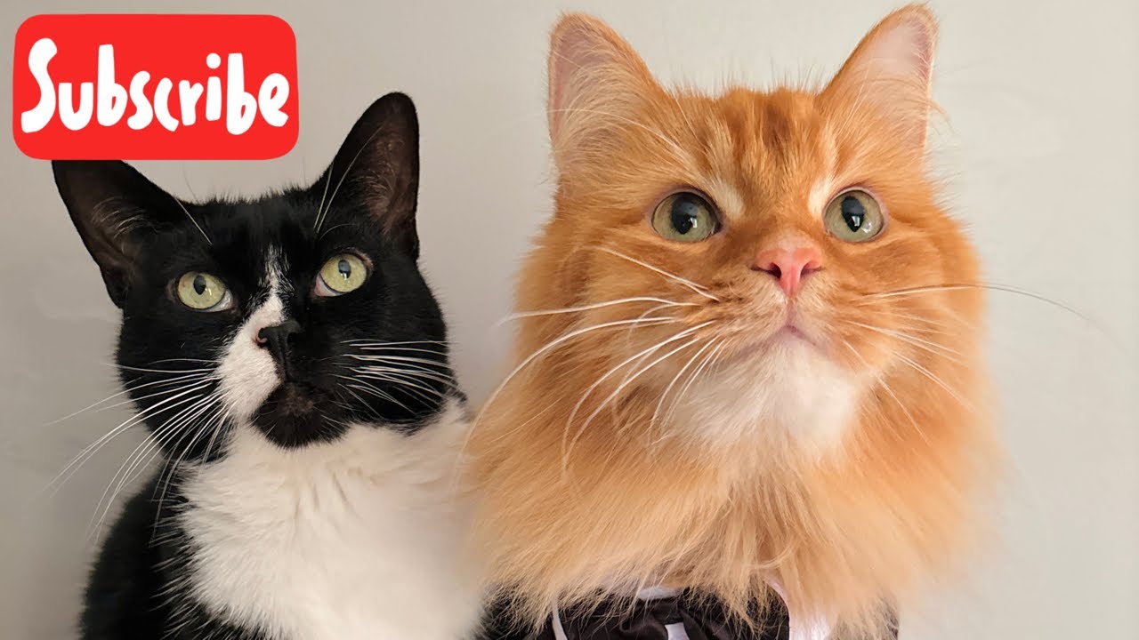 Thursday Fluff & Beans 🐾 - Live Stream - YouTube