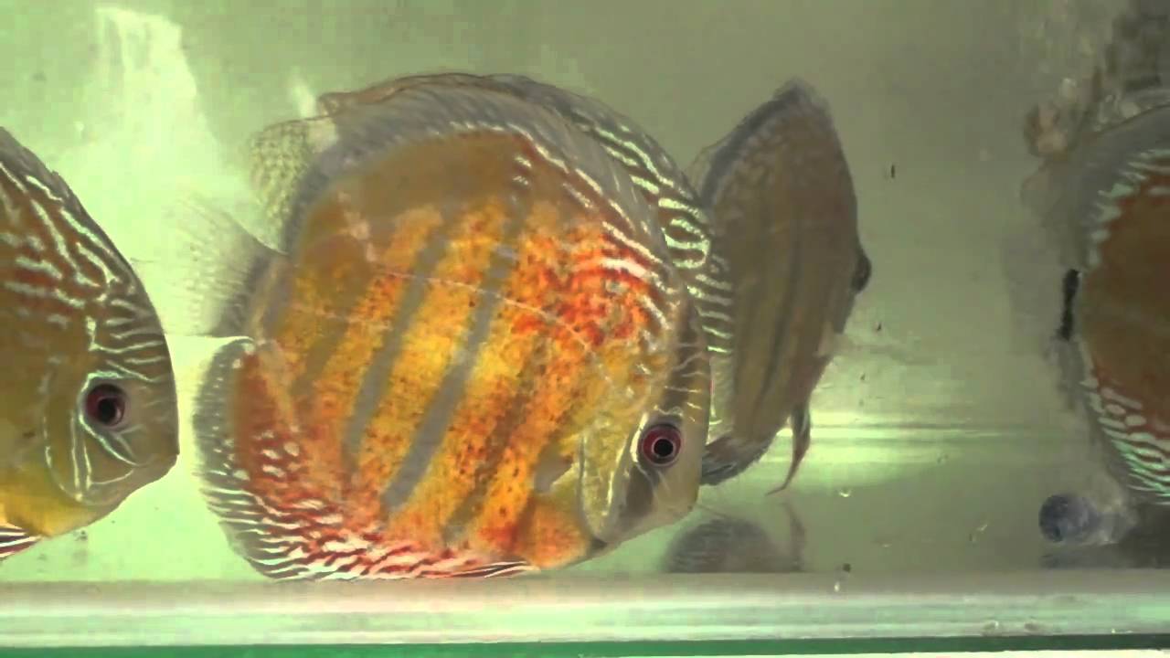 Wild Red discus - YouTube