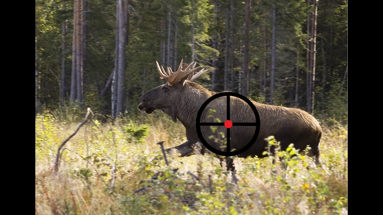 Bull Moose Shot - YouTube