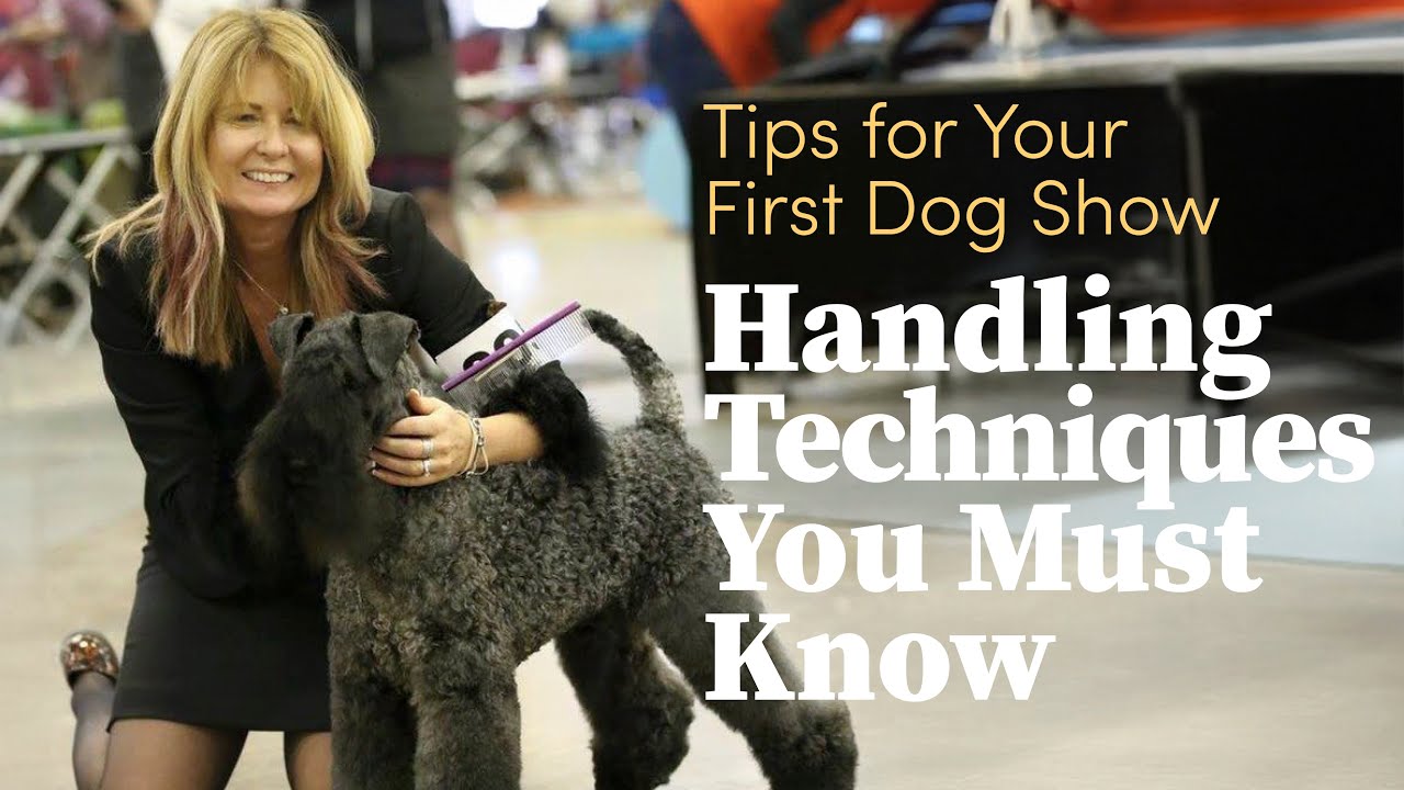Handling Techniques You Must Know - Tips For Your First Dog Show - YouTube
