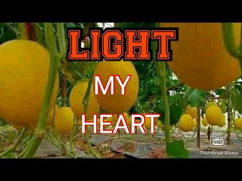 LIGHT MY HEART - YouTube