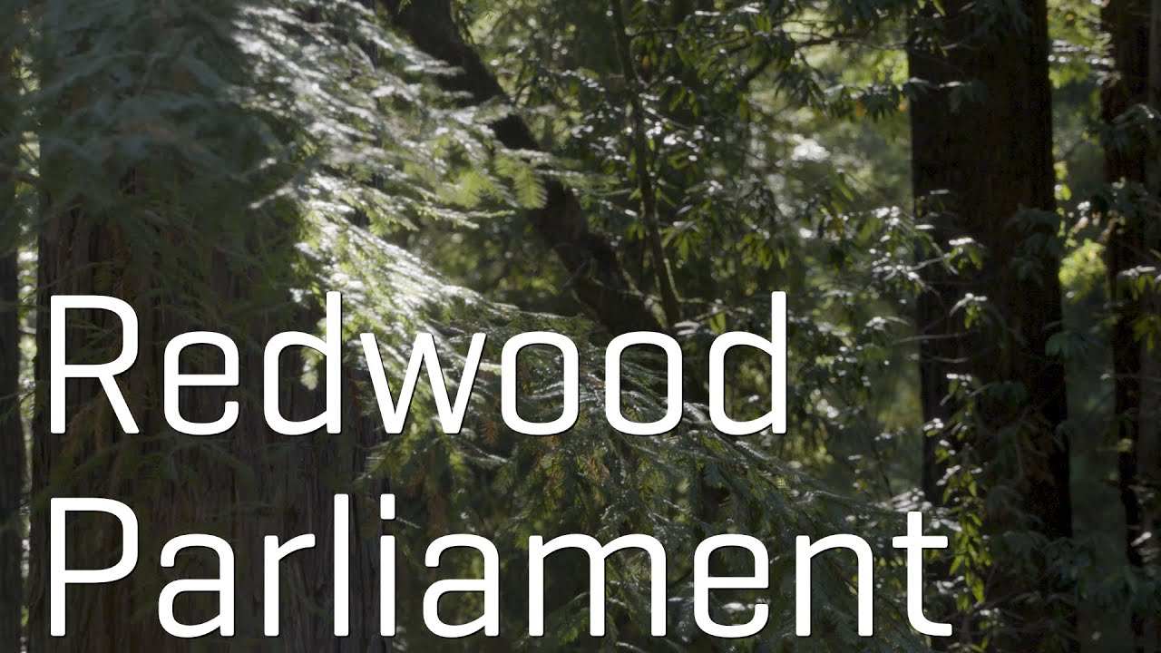 Redwood Parliament @ DWeb Camp 2022 - YouTube