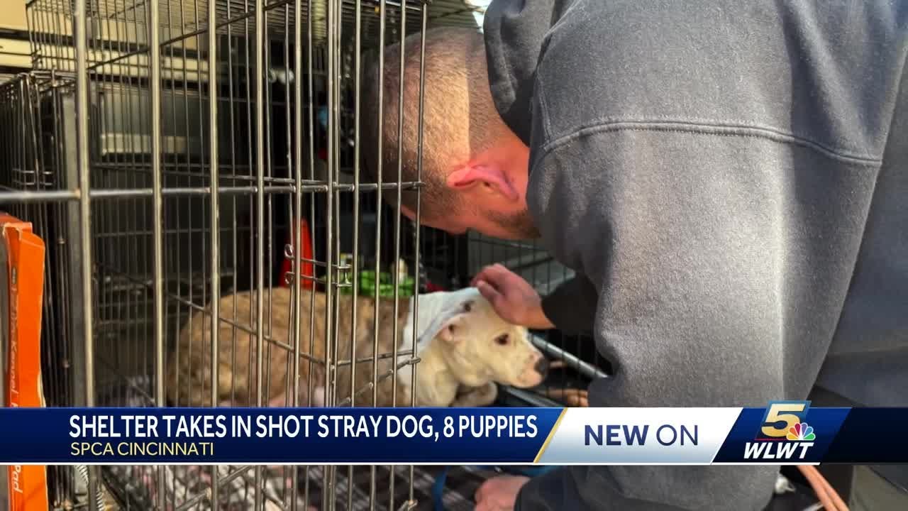 Dog rescued by Greater Cincinnati organizations after being shot in ...