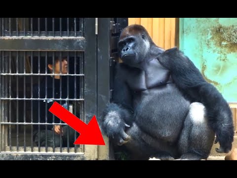 Incredible CCTV Footage of Unexpected Animal Behavior! - YouTube