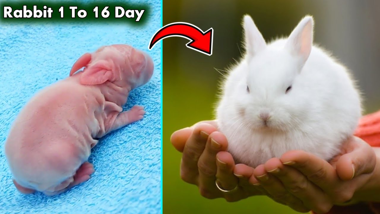Rabbit Baby - Newborn Rabbit Grow Up [ 1-16 Day ] - YouTube