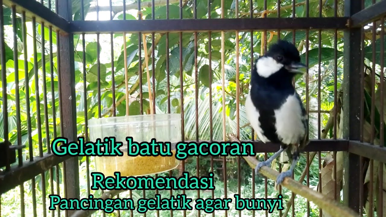 Gelatik gacor rekomendasi Pancingan gelatik agar bunyi PALING AMPUH ...