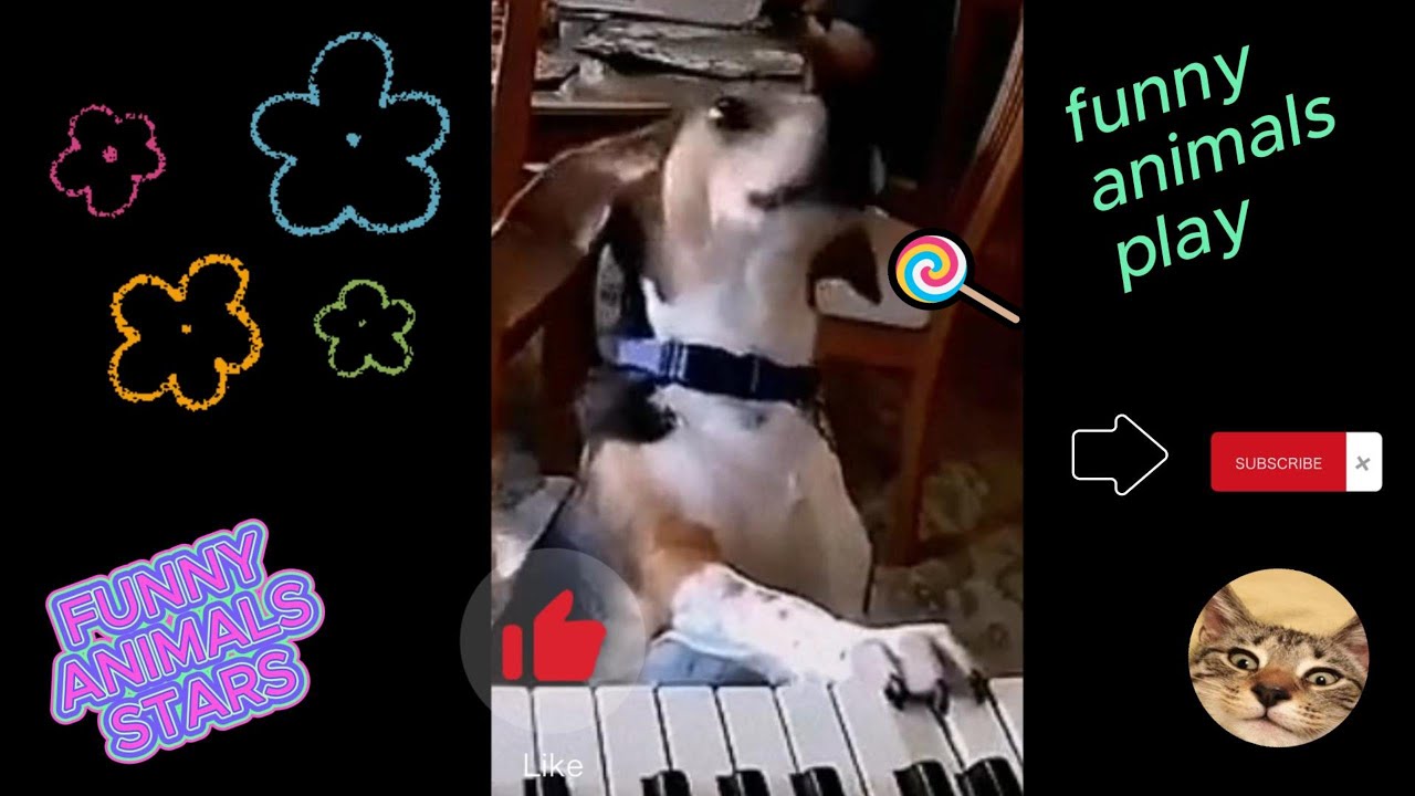 funny animals play - YouTube