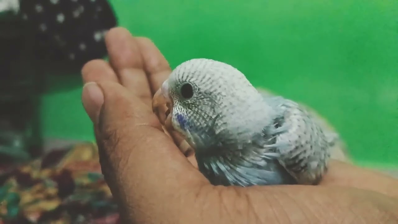 bajigar Bird - YouTube