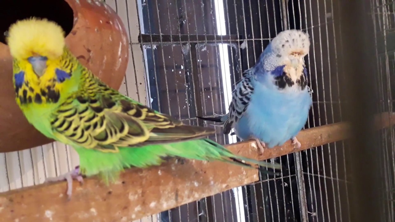 English Budgies Mating (How to breed English budgies - YouTube