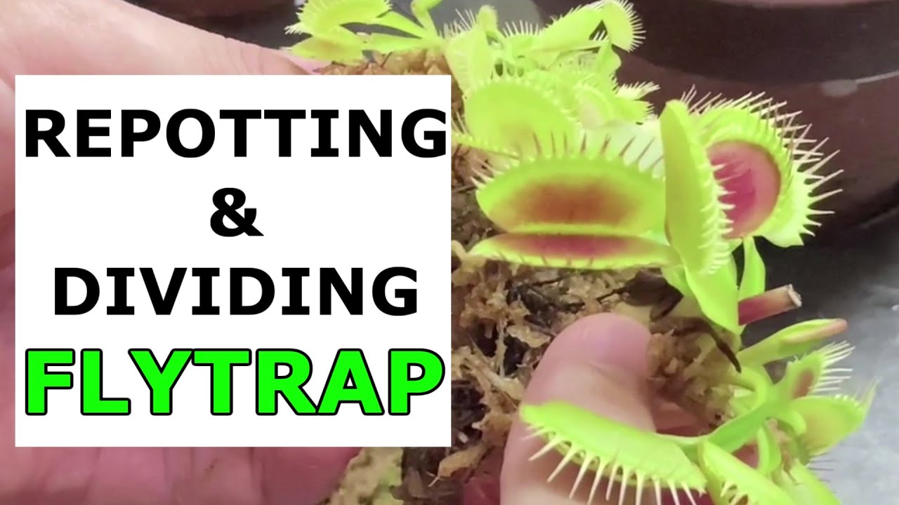 How to care for Venus Flytrap growing indoors - YouTube