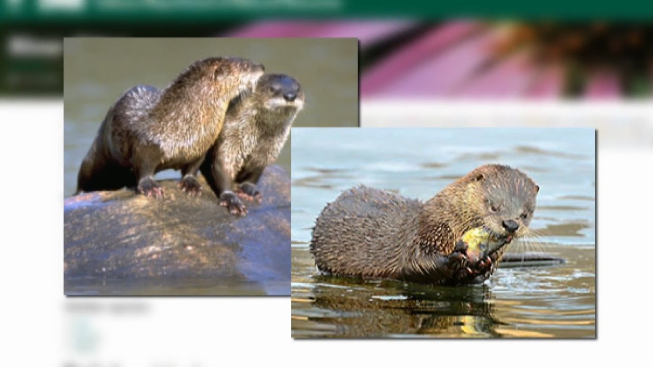 Indiana DNR proposes statewide river otter trapping season, public ...