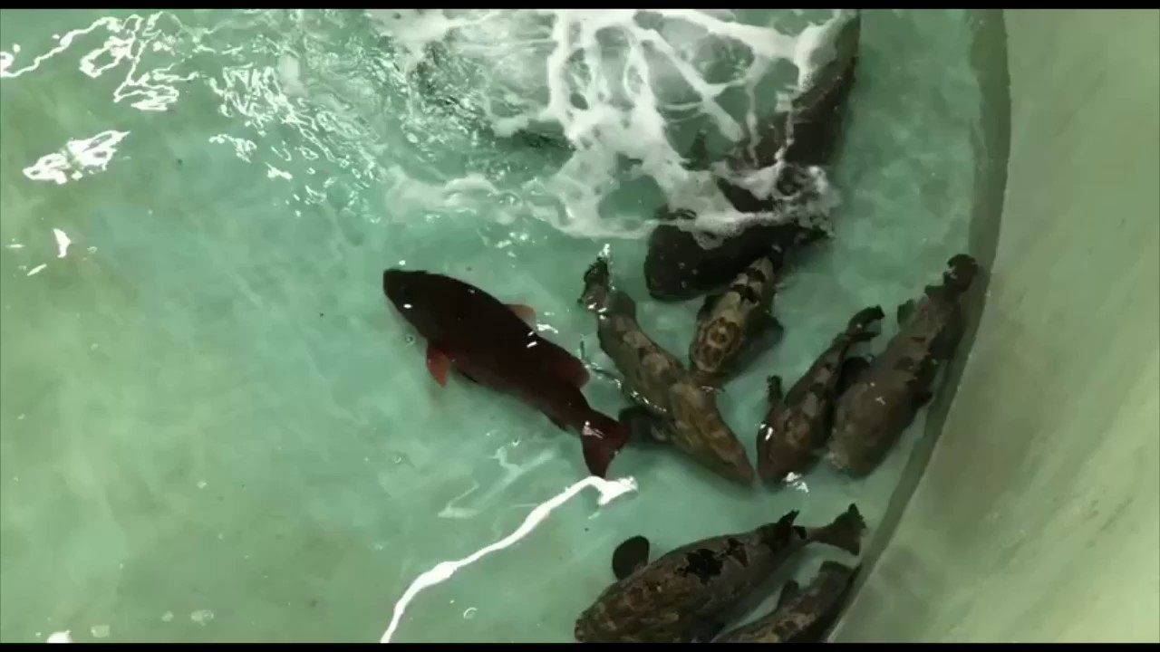 Hatchery Big Fish || Garoupa Fish Hatchery - YouTube