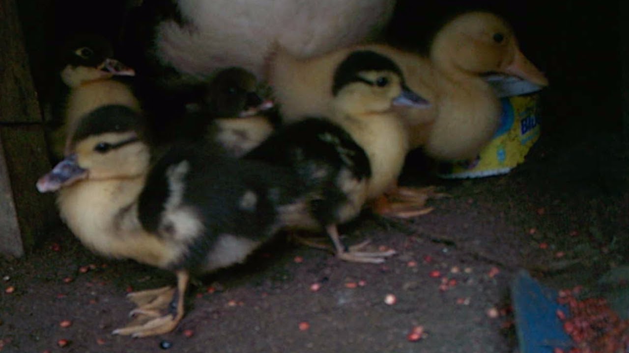 Amazing Ducklings 1 - YouTube