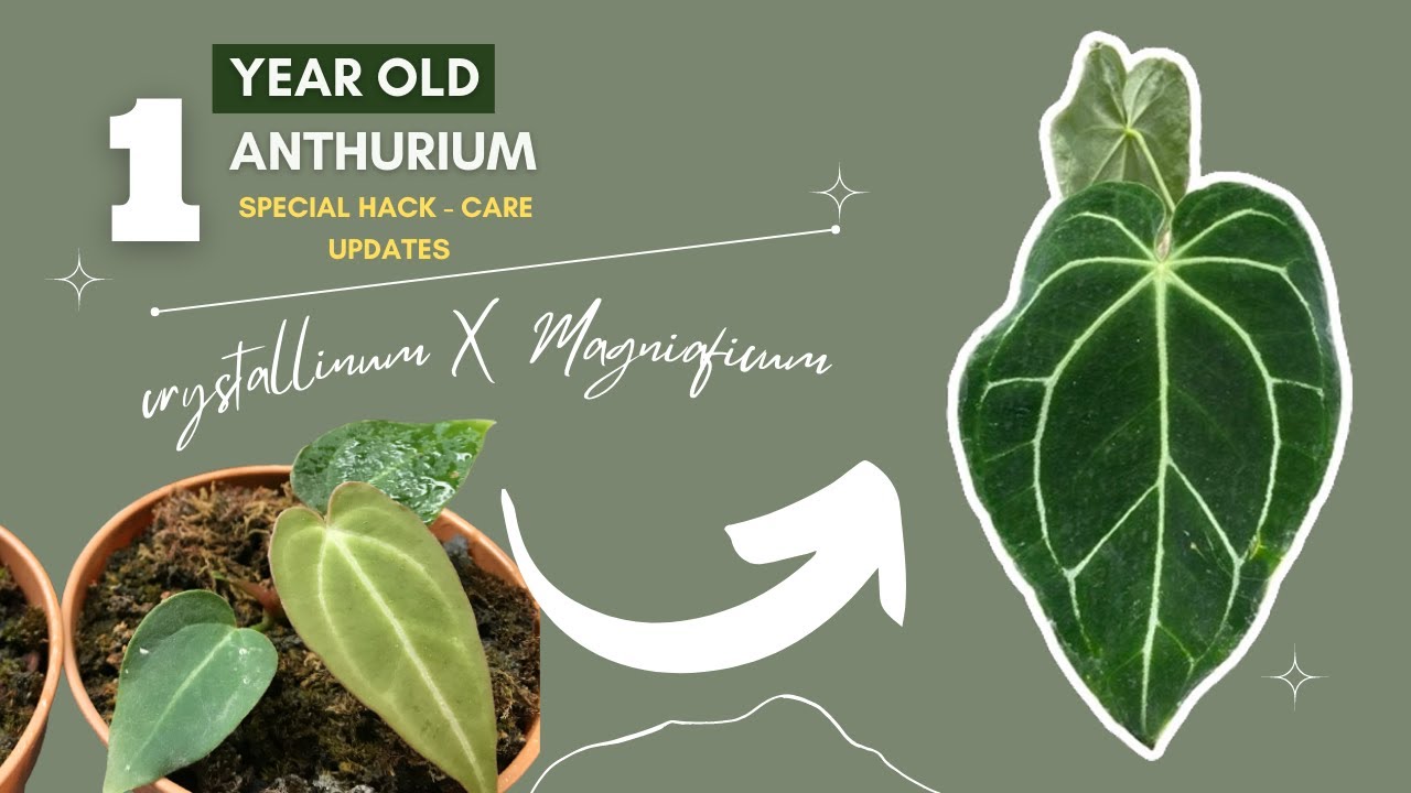 Truth Behind Plant Update Video On A year + Old Anthurium Crystallinum ...