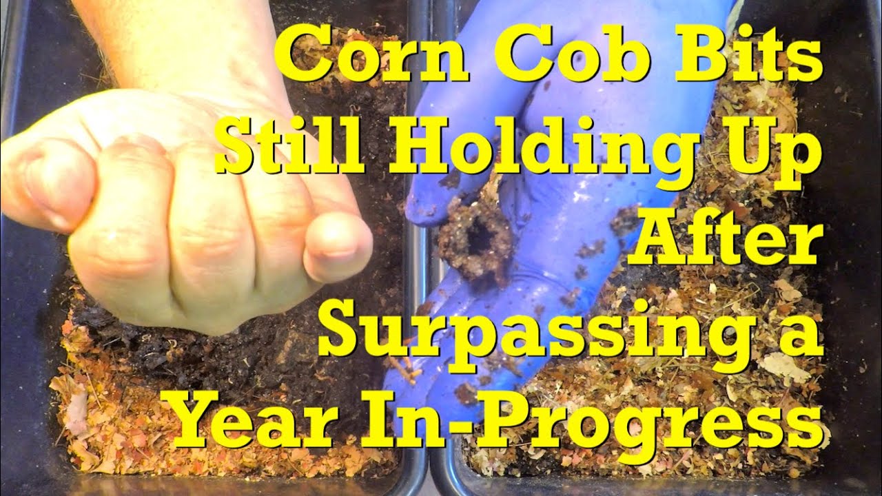 1 year in-progress corncobs in ENC worm bins, still going - vermicompost - YouTube