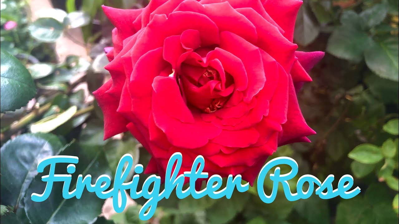 Intoxicating Fragrance Of Firefighter Rose | Exceptionally Fragrant ...