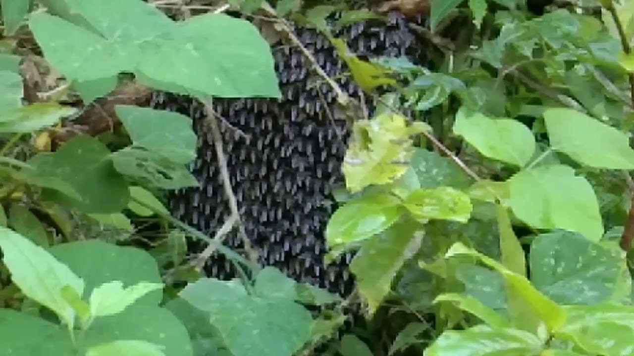 PUTJOKAN / PUTYOKAN / HONEYBEE / BEEHIVE - YouTube