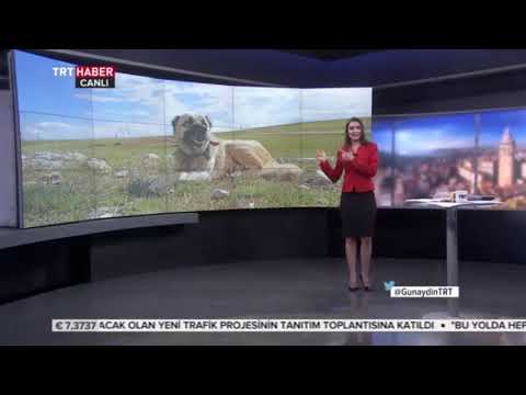 TRT HABER - GÜNAYDIN HAFTASONU - OYA EREN