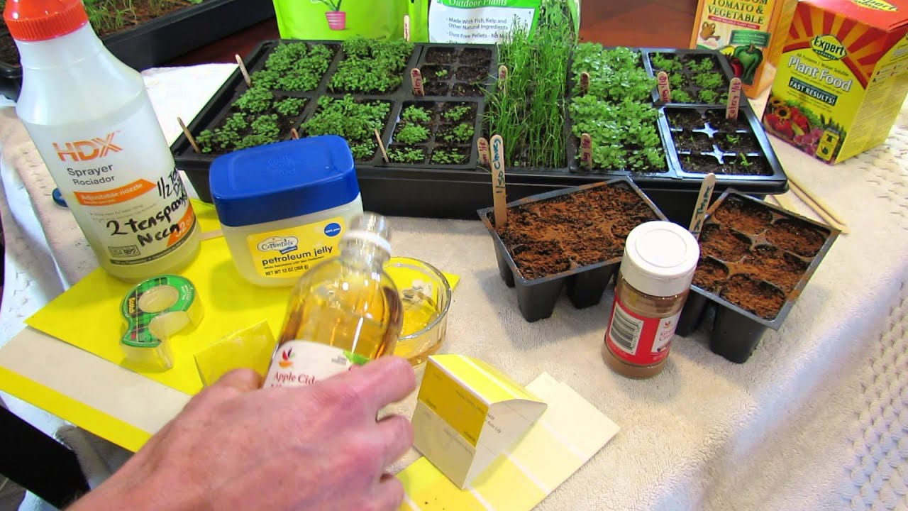 Controlling Damping-Off Disease, Fungus Gnats & Fungus on Seed Starts ...
