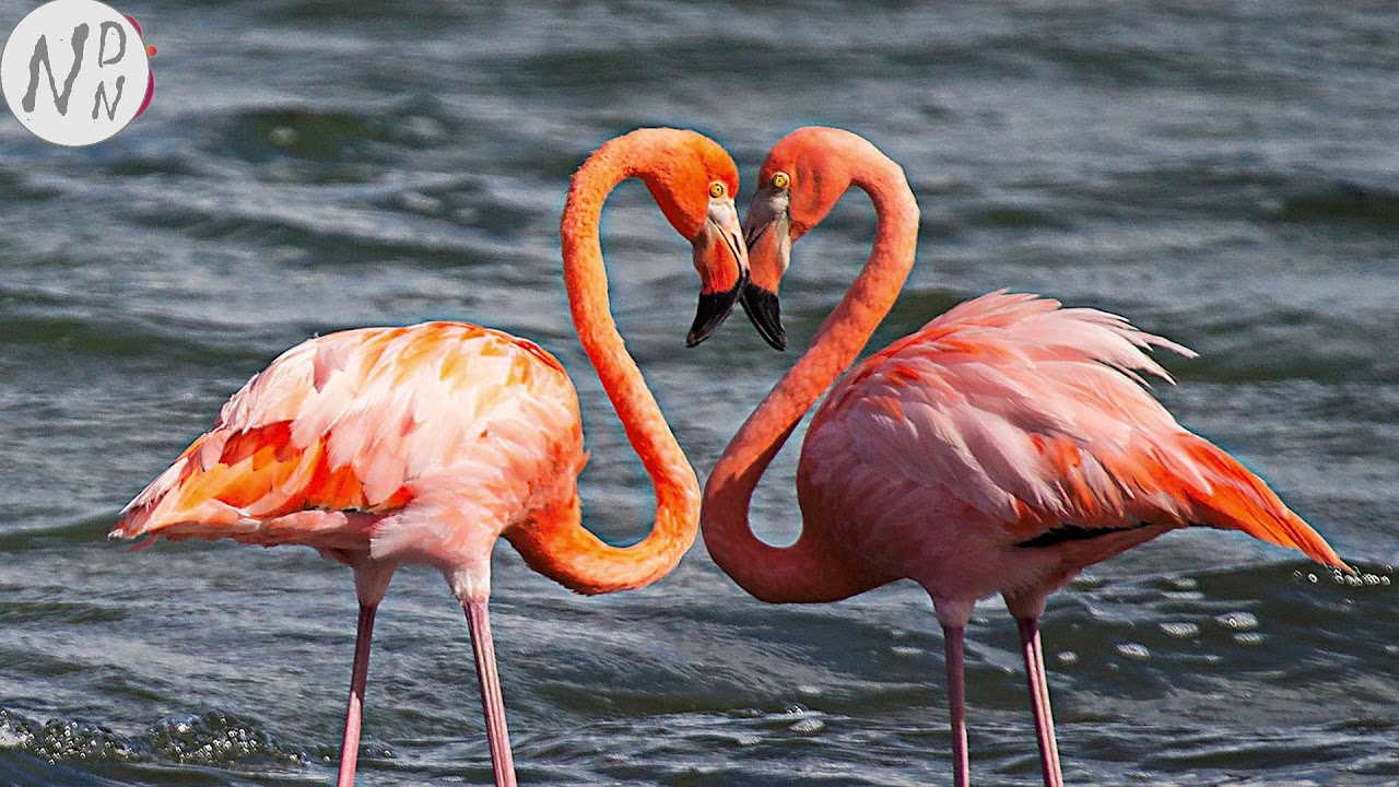 பூ நாரை - YouTube