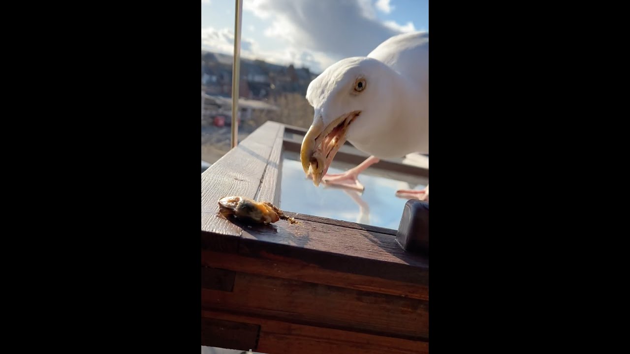 day 36 of feeding my pet seagull to gain his trust - YouTube