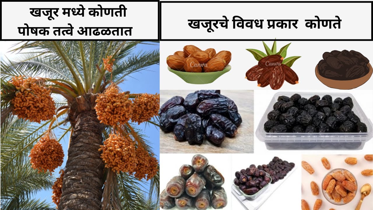खजूर मध्ये कोणती पोषक तत्वे आढळतात/खजूरचे विवध प्रकार कोणते/Types of ...