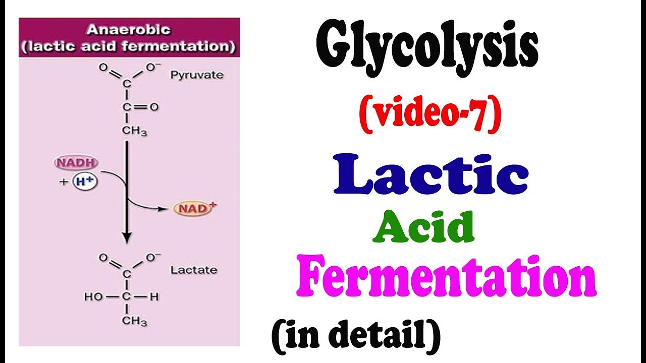 LACTIC ACID FERMENTATION in detail (video-7) - YouTube