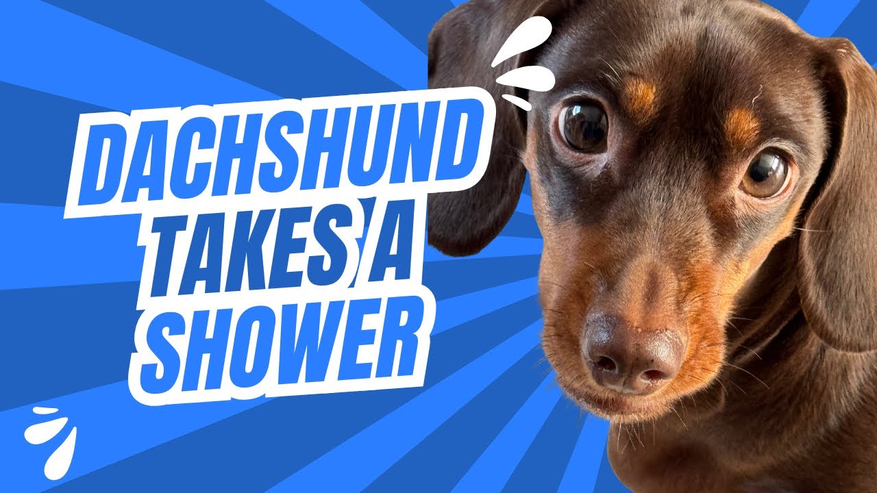 Mini Dachshund Enjoys a Relaxing Shower! 🛁🐶 - YouTube