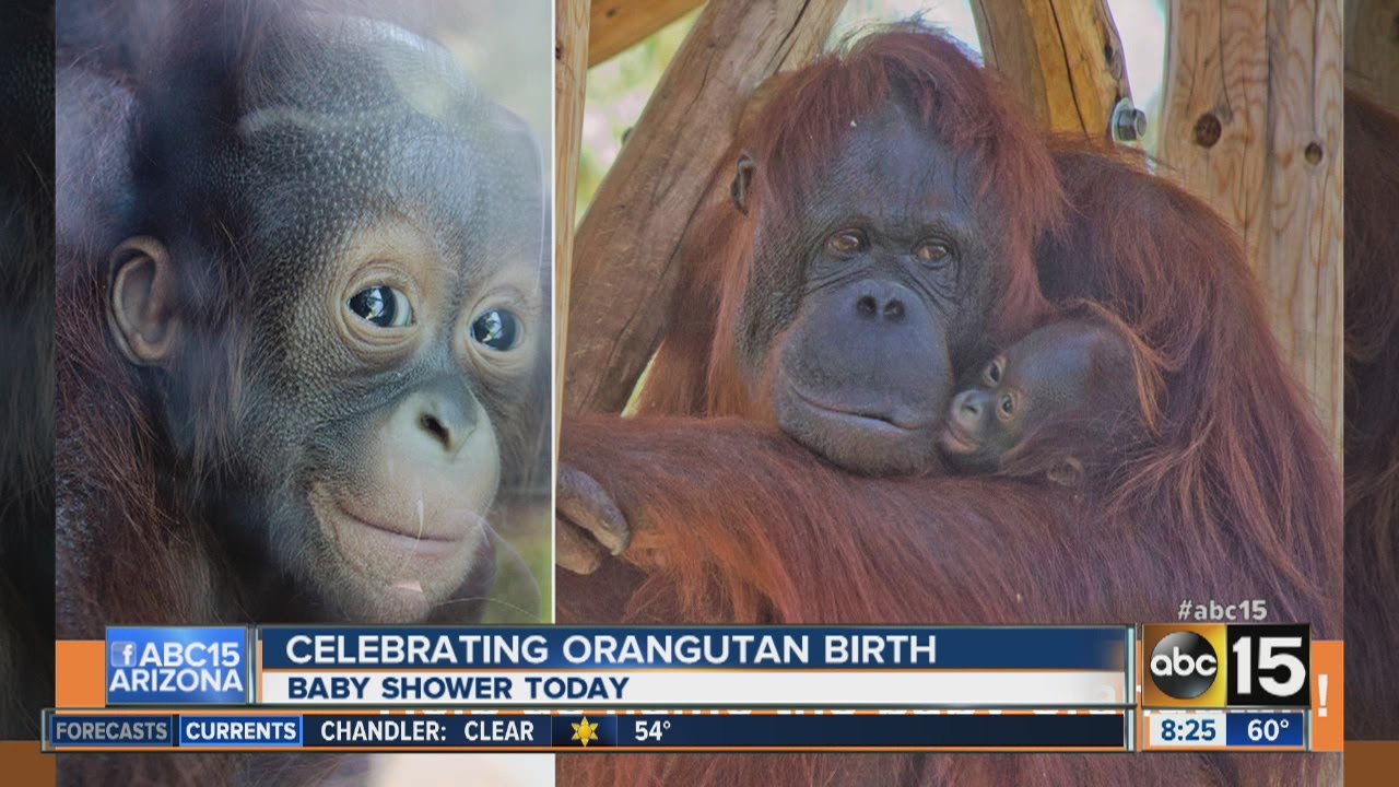 Phoenix Zoo holding baby shower for Orangutan - YouTube