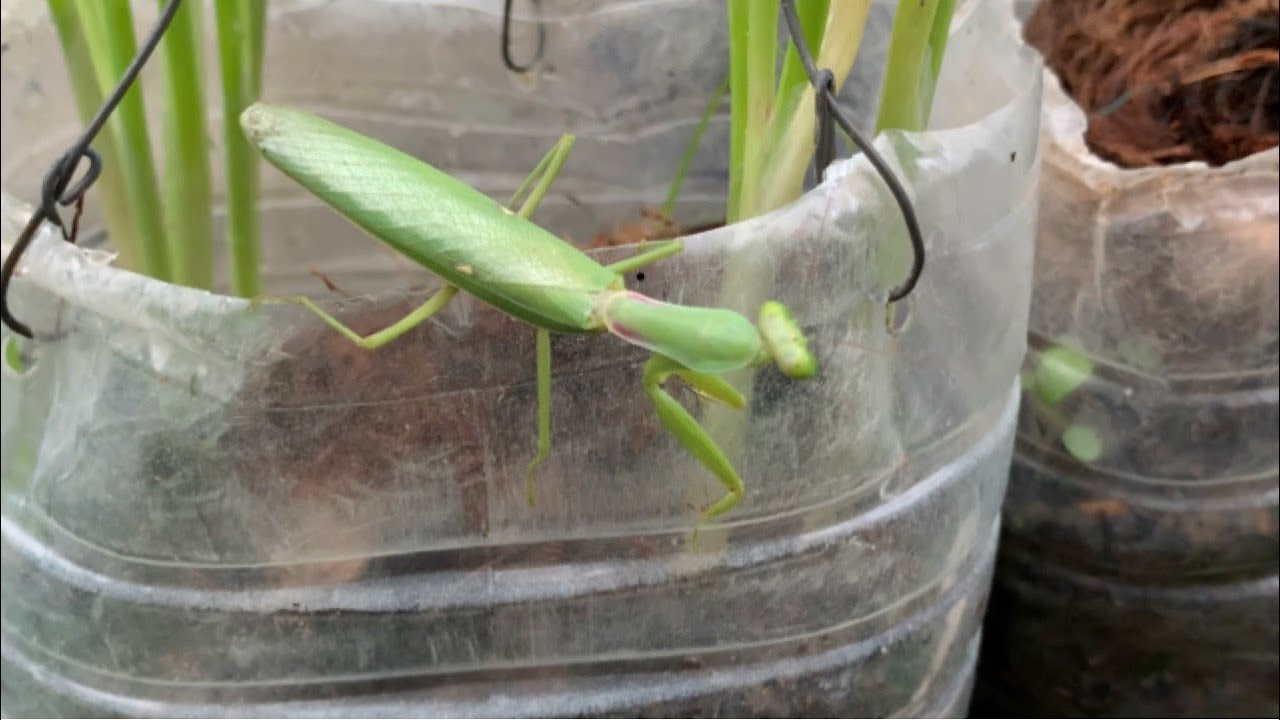 Praying Mantis Prank | Mantis Prank | Meet Take Video - YouTube
