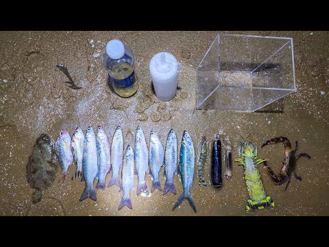 Trở lại bãi biển Đồi Nhái bắt hải sản khi triều xuống