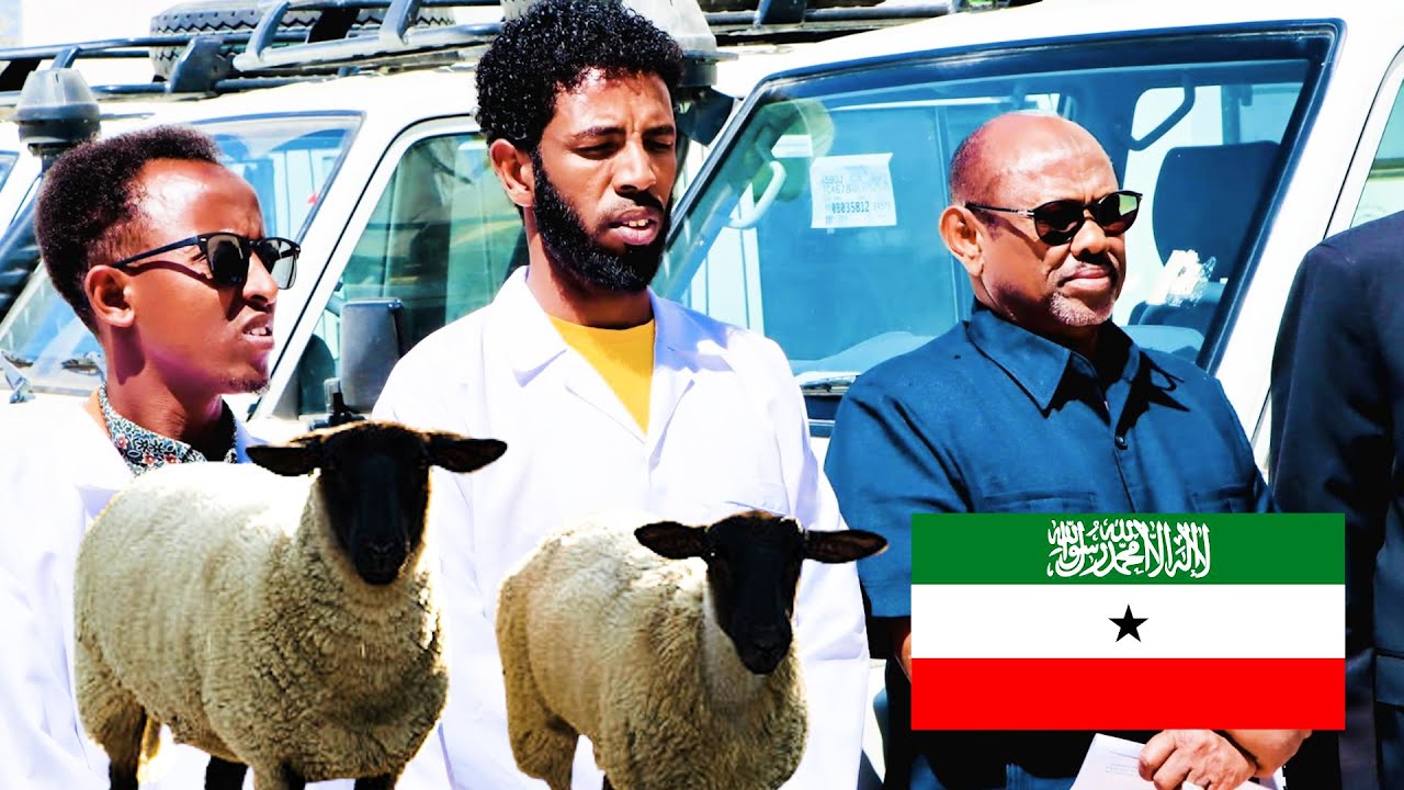 Somaliland Oo Suuq Cusub Uheshey Xoolaha Nool - YouTube