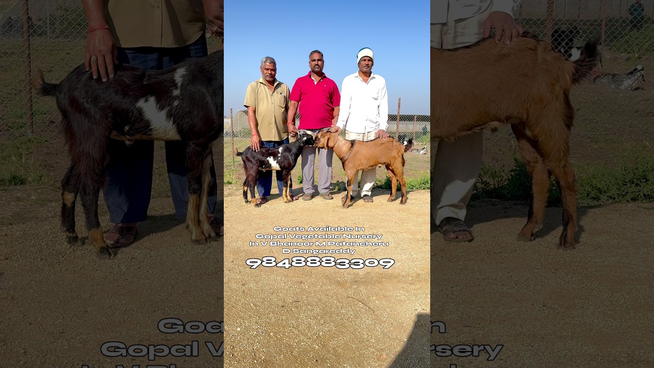 Goats Available in | Gopal Vegetable Nursery |#goat #goatfarming # ...