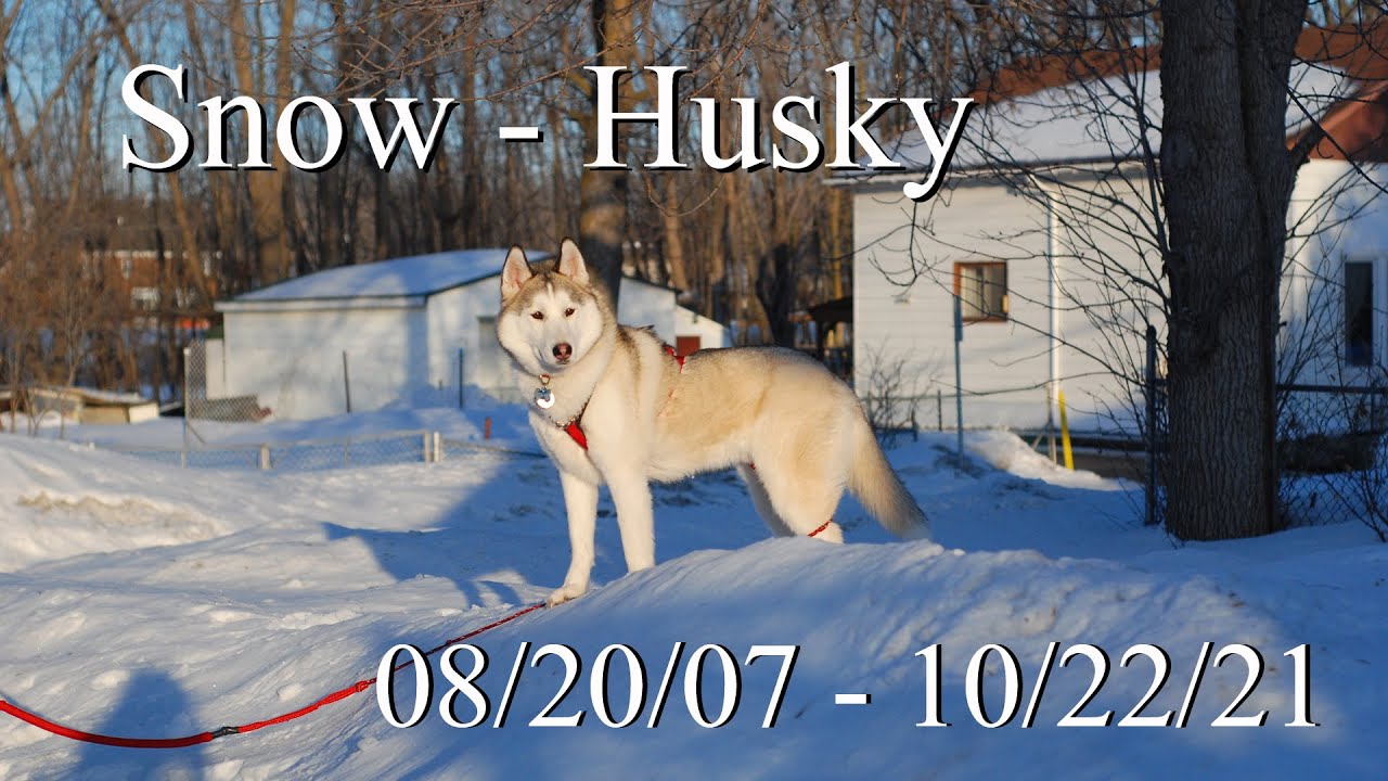 This video is in memory of Snow, our Siberian Husky who passed away ...