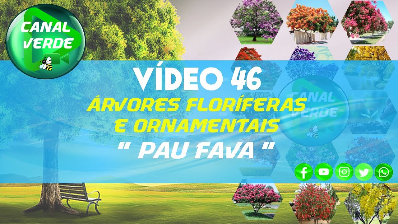 VÍDEO 46 - PAU FAVA - SÉRIE ÁRVORES FLORÍFERAS E ORNAMENTAIS - YouTube