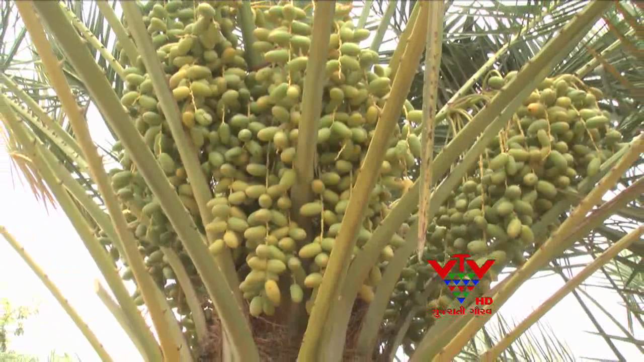 VTV - KHAREK IS FAMOUS PLANTATION CROP IN KUTCH - KUTCH - YouTube