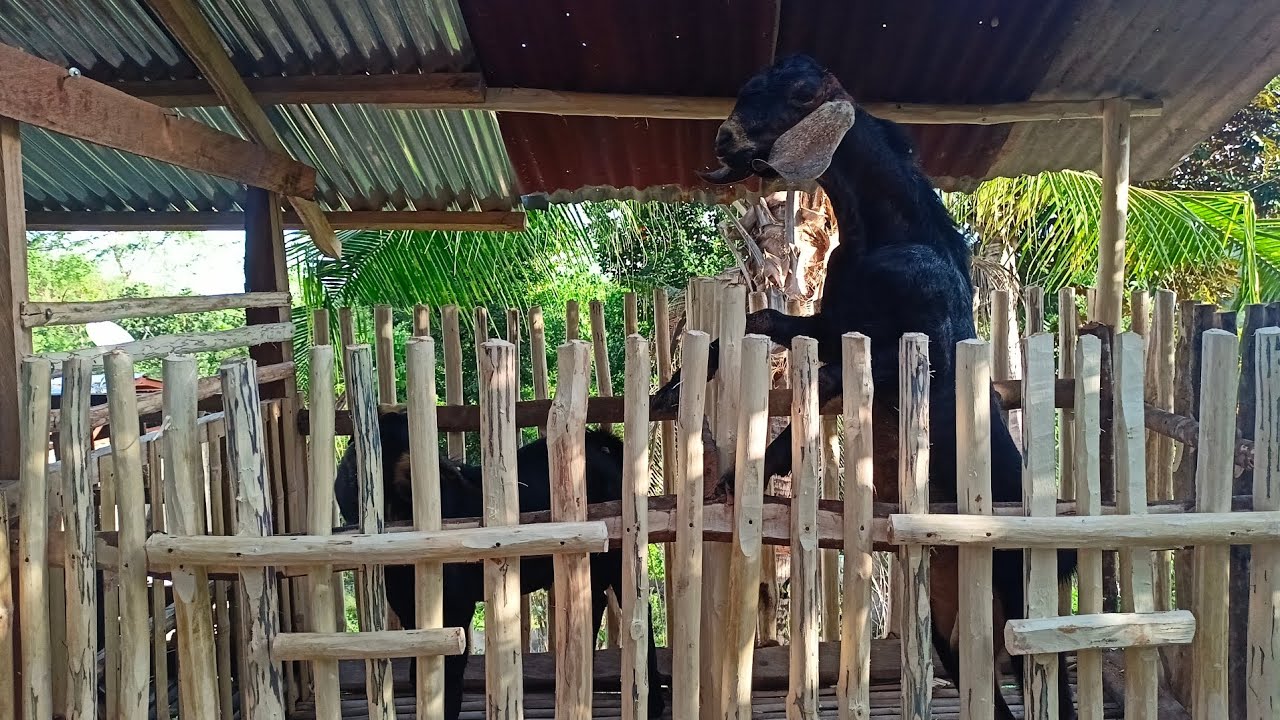 Update sa aming goat Farm | Bagong extension para sa aming mga barako ...