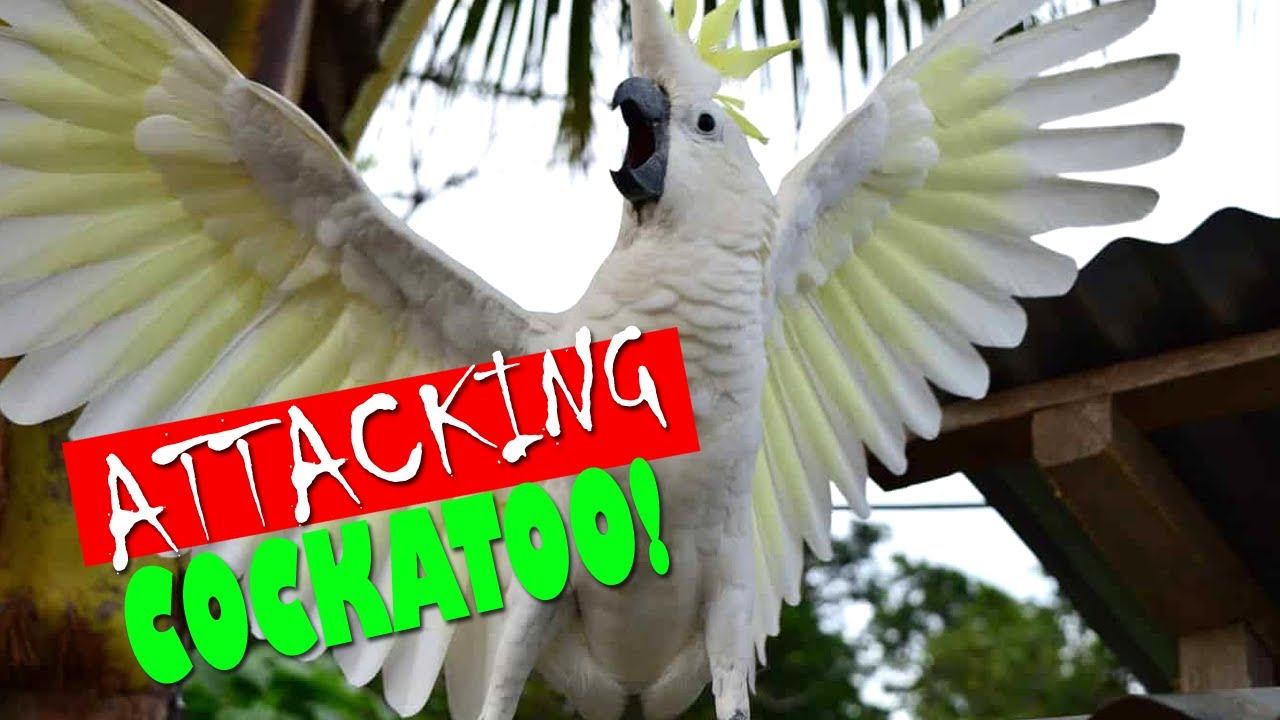 Dont Buy A Cockatoo! Attacking Cockatoo Has My Dad Hostage! - YouTube