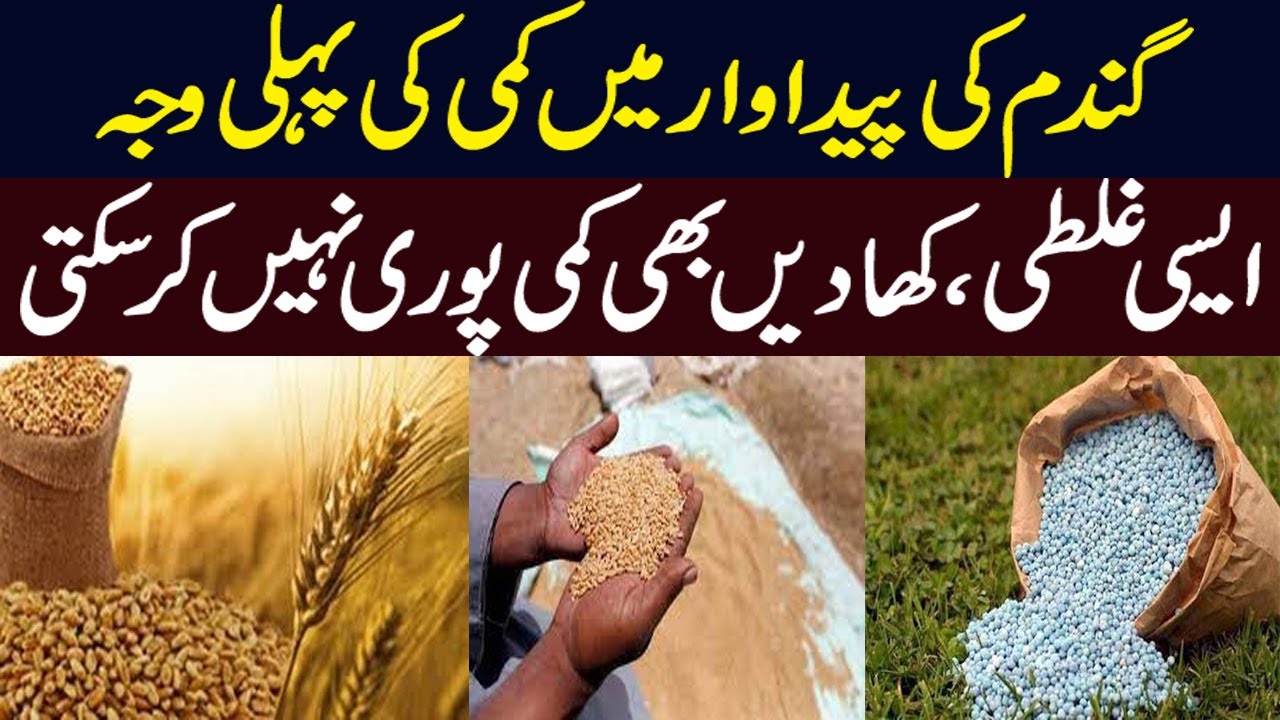 How to Increase Wheat Yield | Wheat Production in Pakistan | Wheat ...