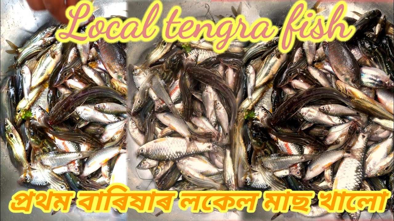 Local tengra fish. - YouTube